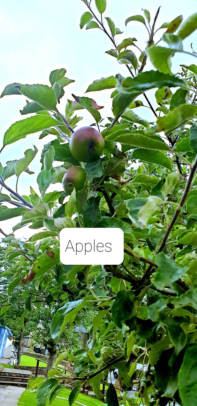 Our Food – The Little Mill Inn