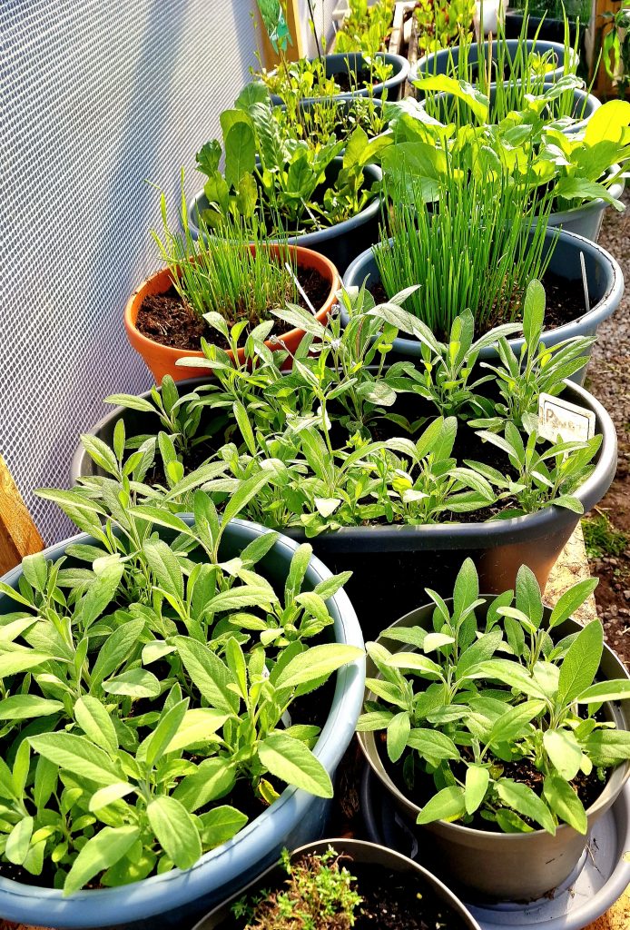 Our Food & Drink – The Little Mill Inn